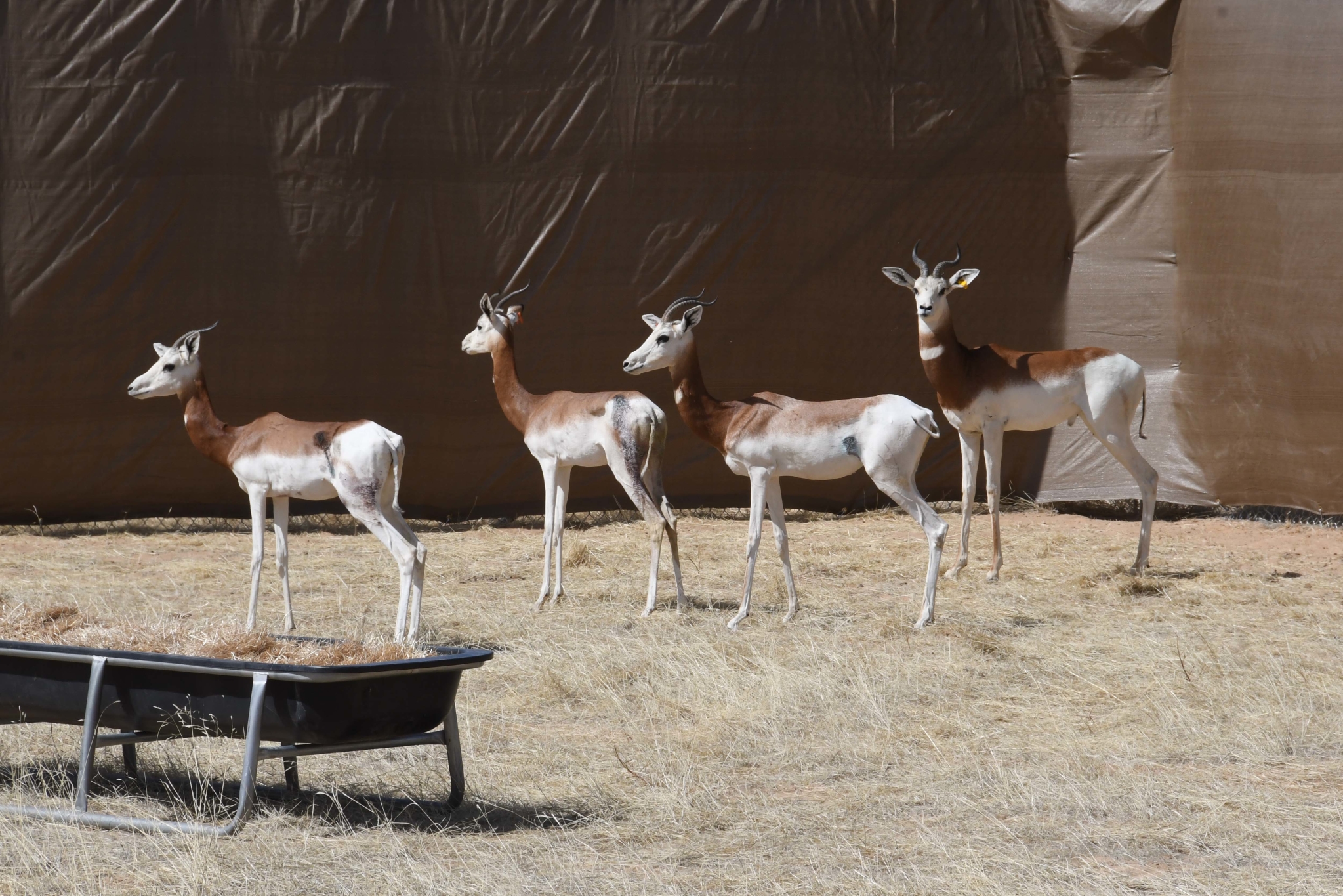 Saving the last critically endangered dama gazelles