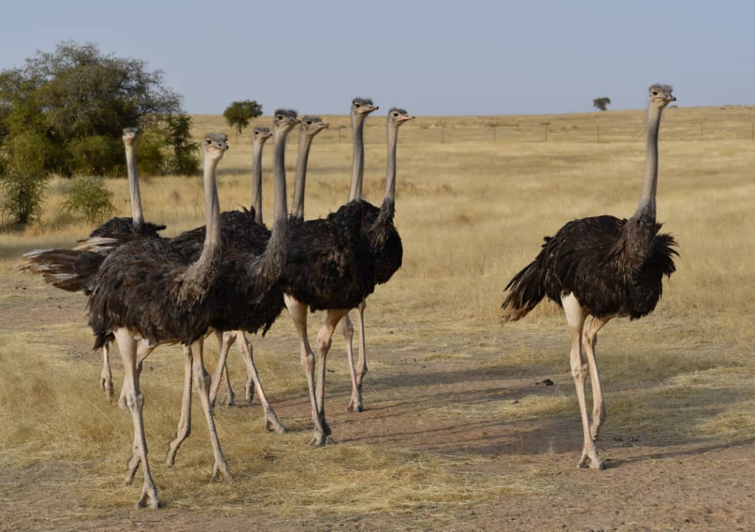 North African ostrich recovery