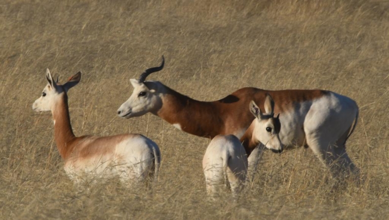 Saving the last dama gazelles
