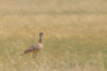 Bustards