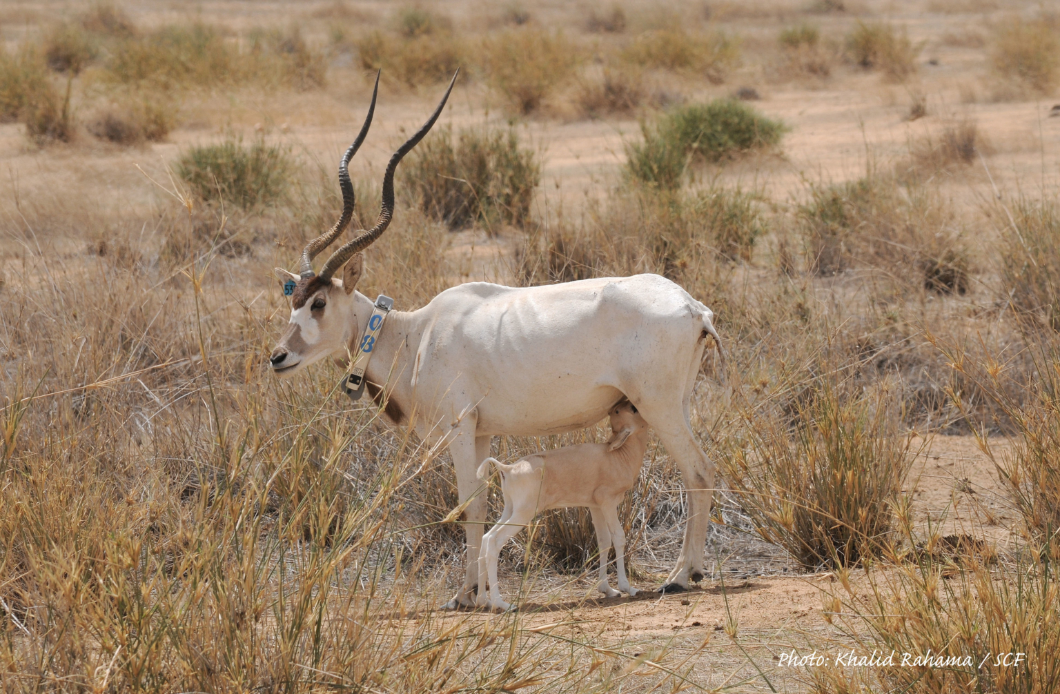 Addax