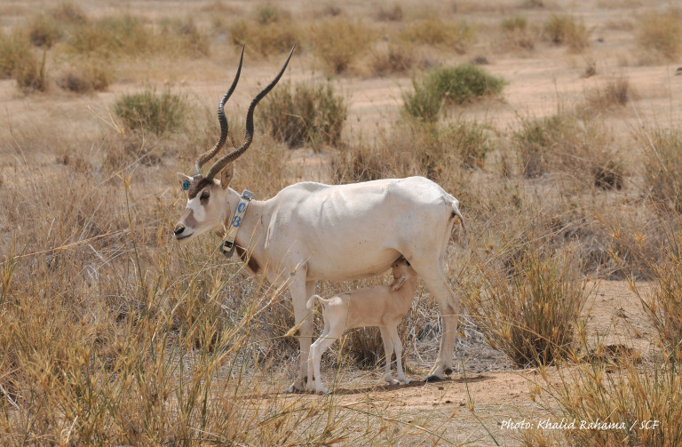 Addax