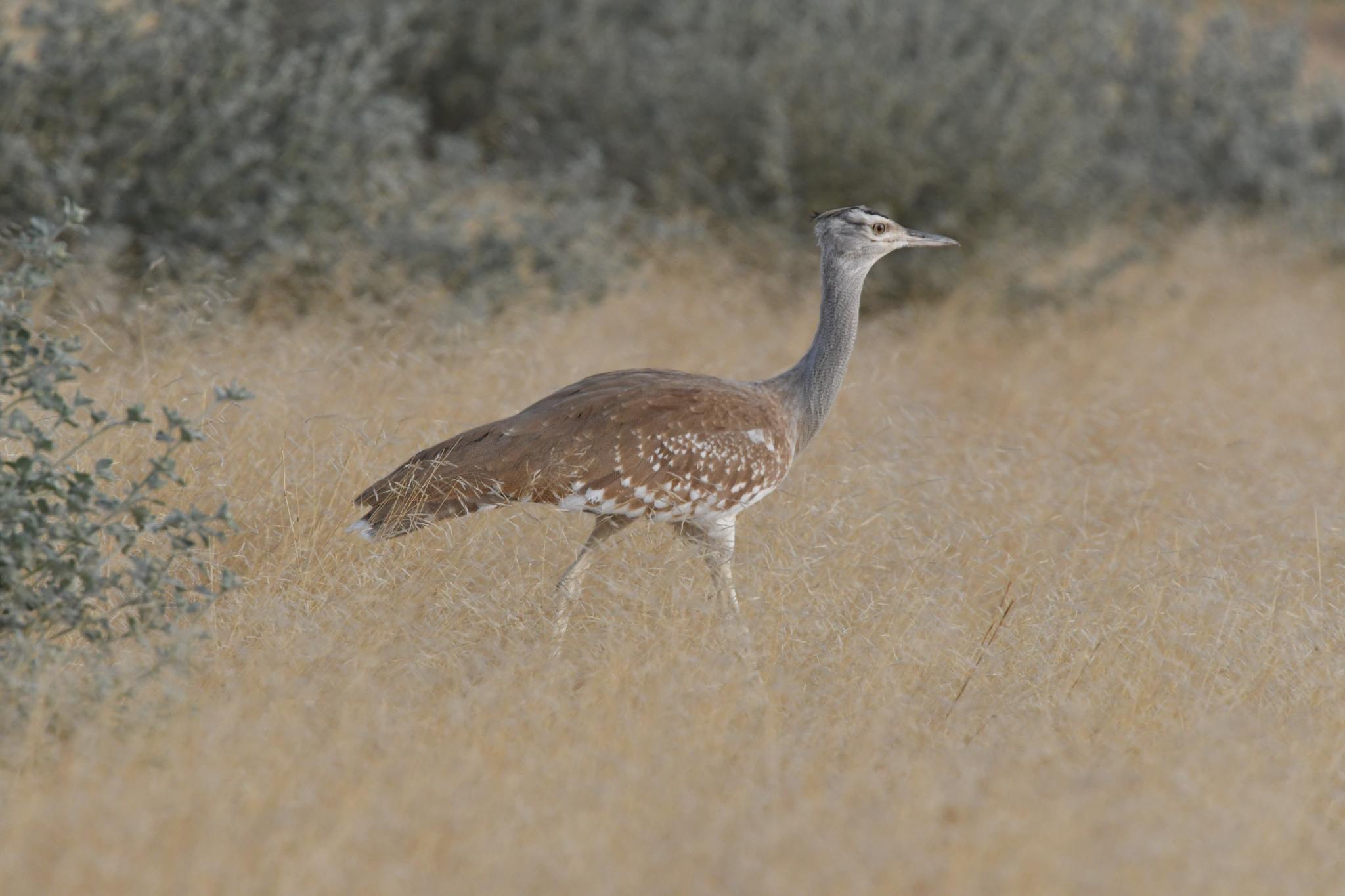 Bustards
