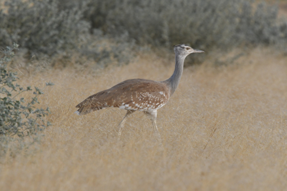 Bustards