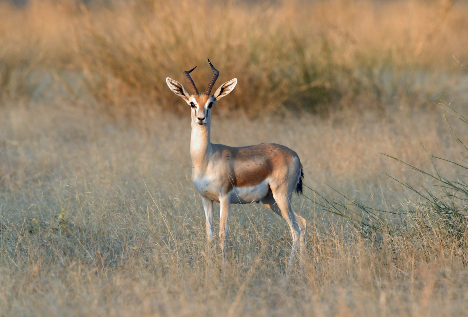 Dorcas gazelle
