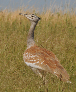 Bustards