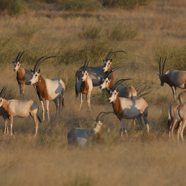 Milestone: the scimitar-horned oryx downlisted from Extinct in the Wild ...