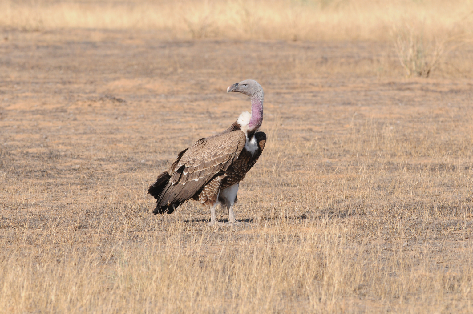 Vultures
