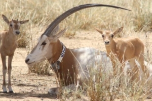 Sahelian plains of Chad welcome 40 Scimitar-horned oryx calves