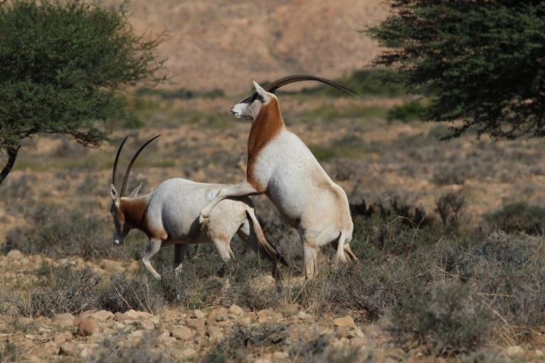 Antelope conservation: exporting experience from Tunisia across the Sahara