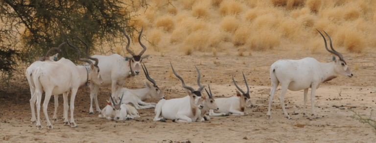 Bringing the addax back to the wild