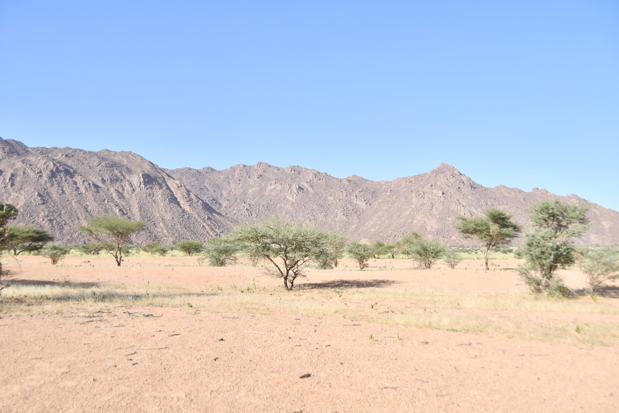 Sahara Conservation exists to conserve the wildlife and ecosystems of ...