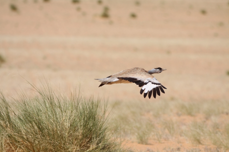 Meet and greet the bustards of the Sahara and Sahel