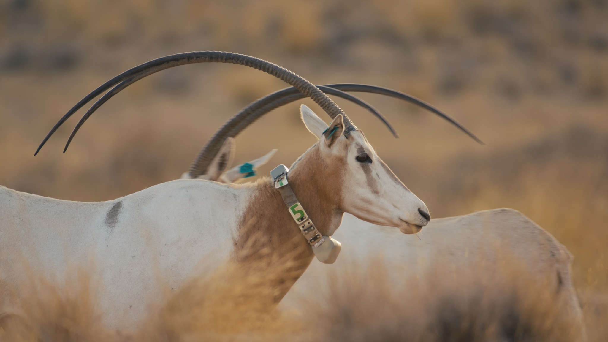Scimitar-horned oryx reintroduction