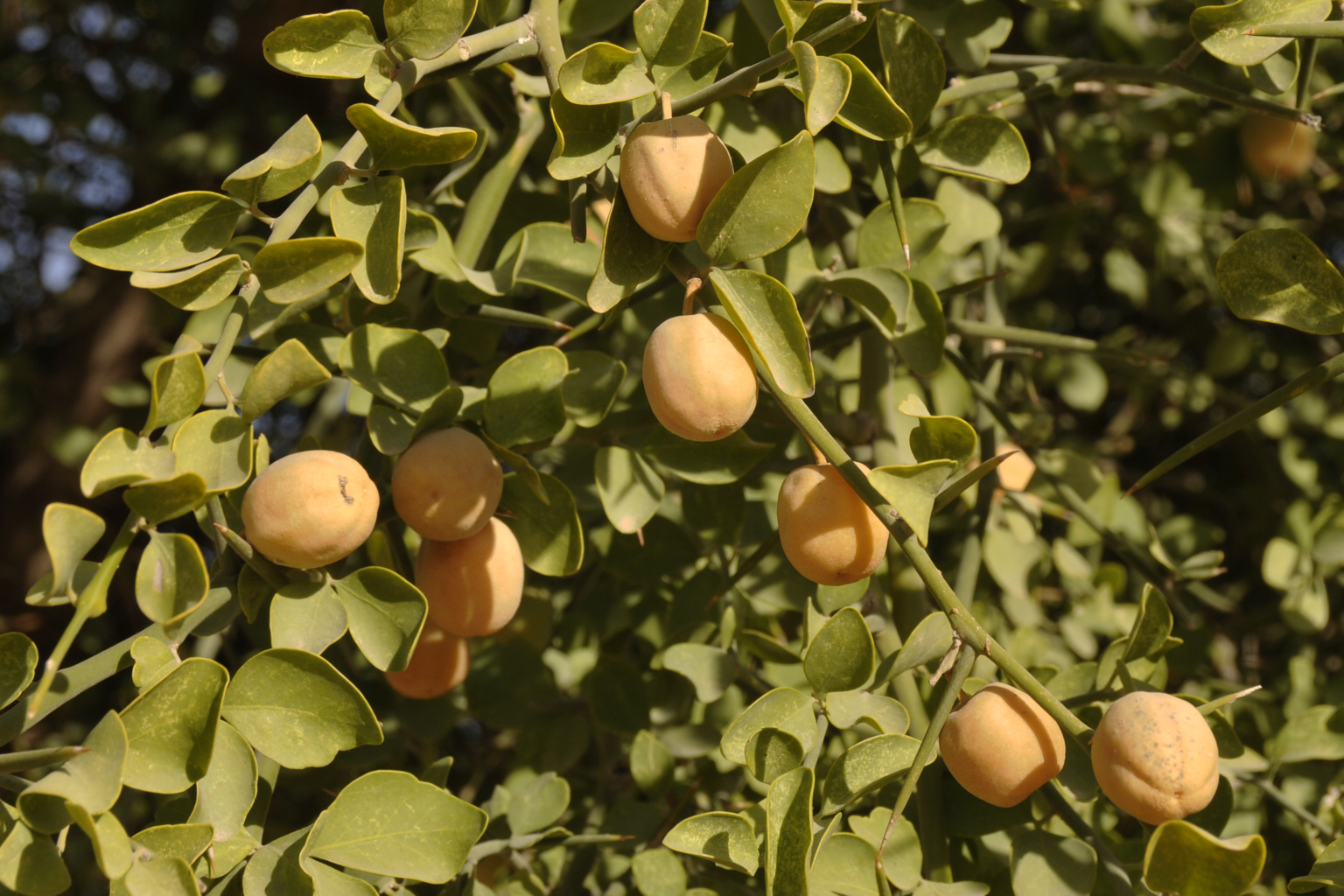 Profile of a tree – The desert date (Balanites aegyptiaca) - Sahara ...