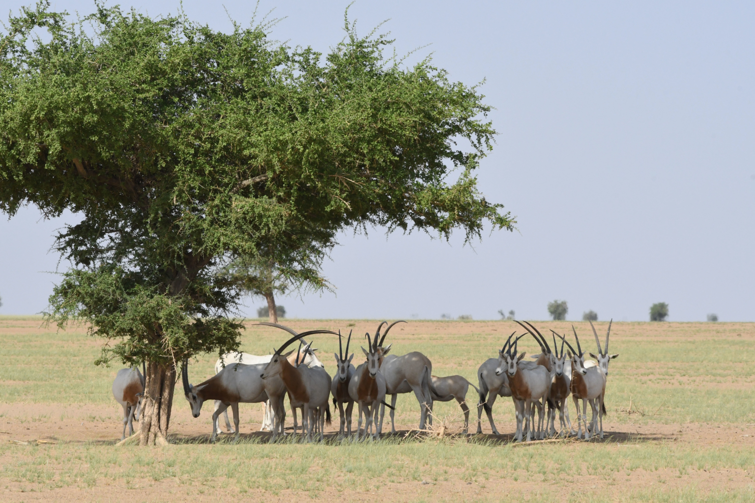 Profile of a tree - The desert date (Balanites aegyptiaca)
