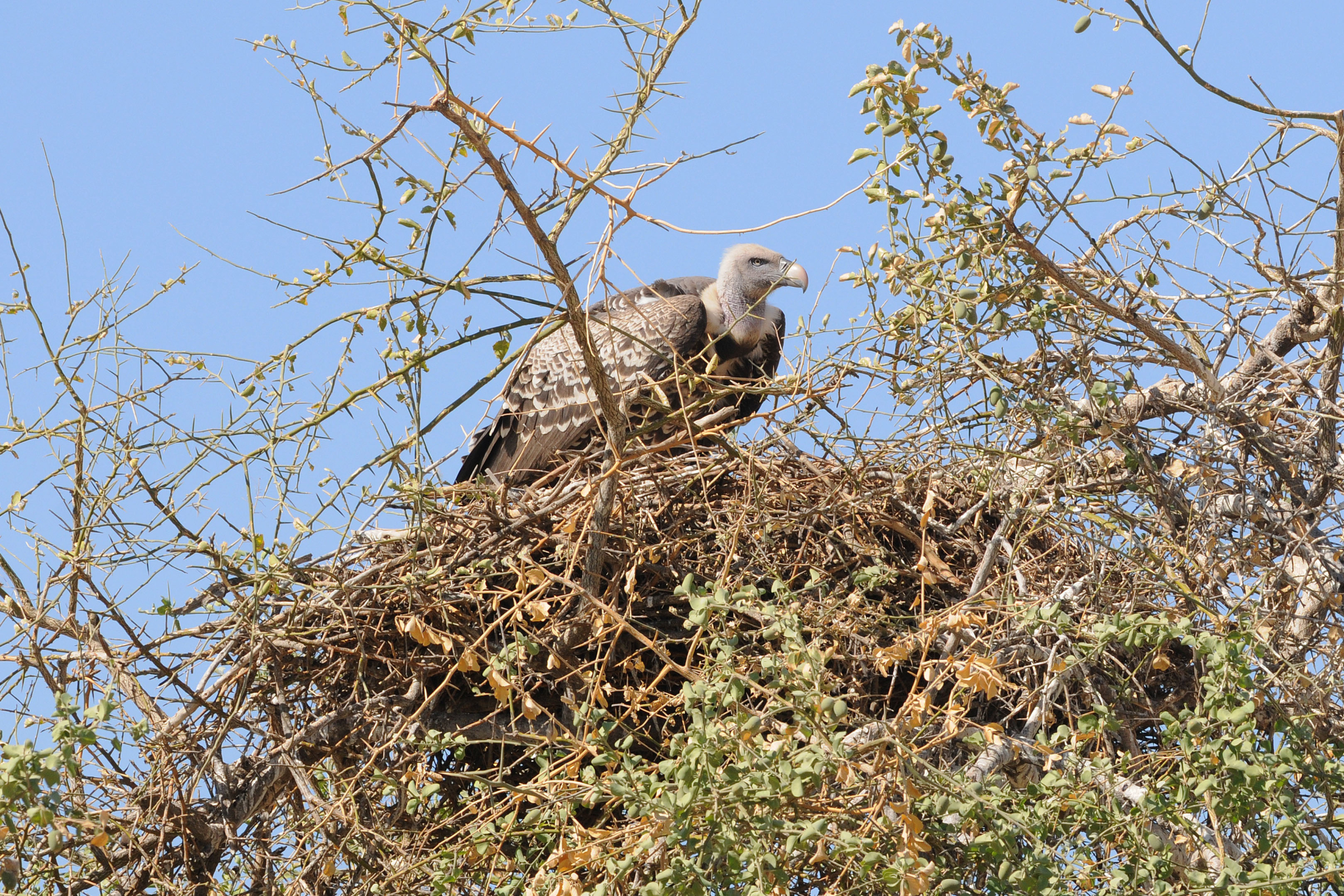 Profile of a tree - The desert date (Balanites aegyptiaca)