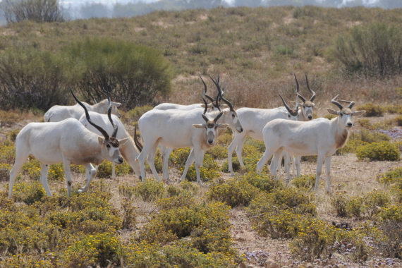 Bringing the addax back to the wild